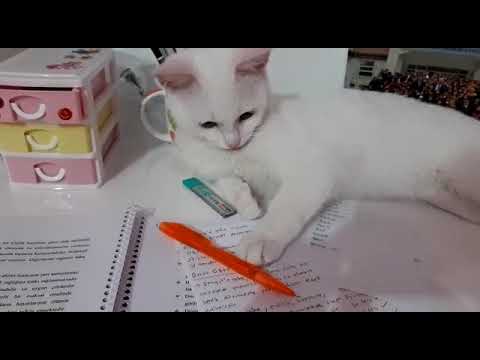 Whatsapp videolar(70)