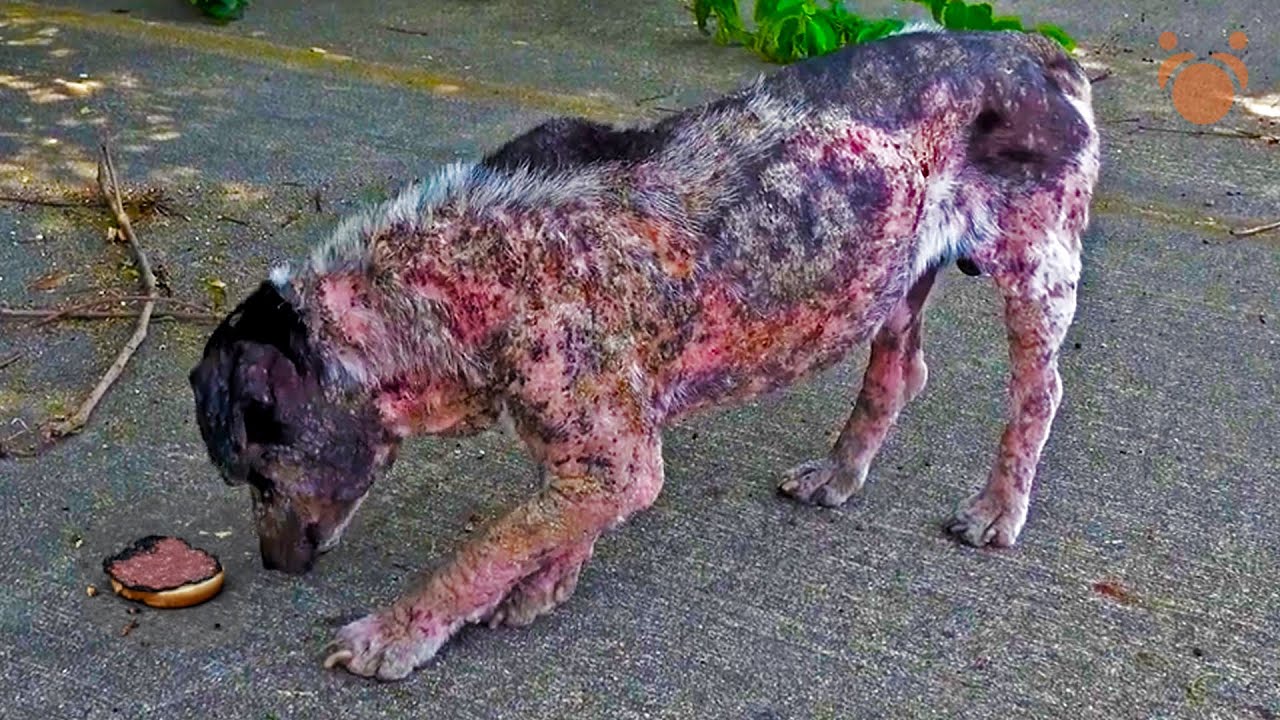 Can Love Save This Mangy Dog Turning to Stone Right Before Our Eyes ...
