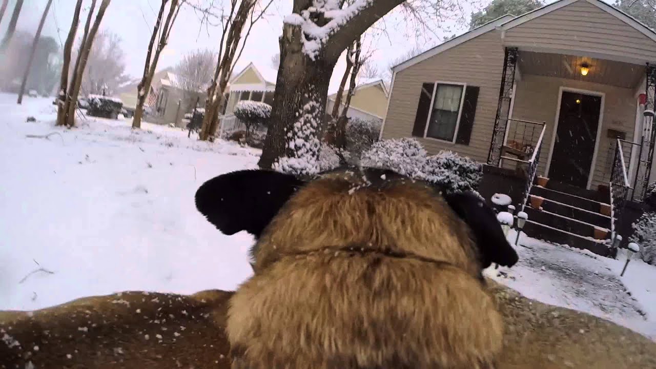 pugs in snow - YouTube