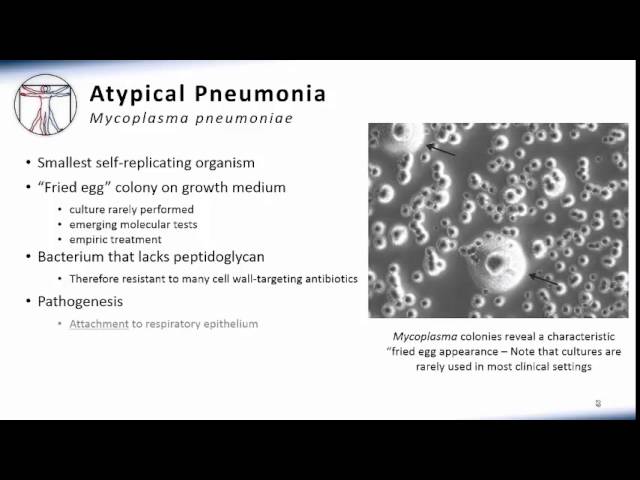 Mycoplasma Pneumoniae Colony Morphology