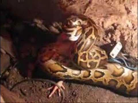 burmese python vs chicken 7 - YouTube