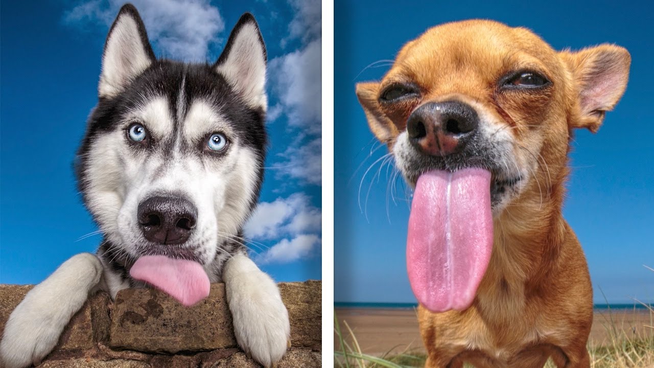 Derpy Dogs Give The Tongue - YouTube
