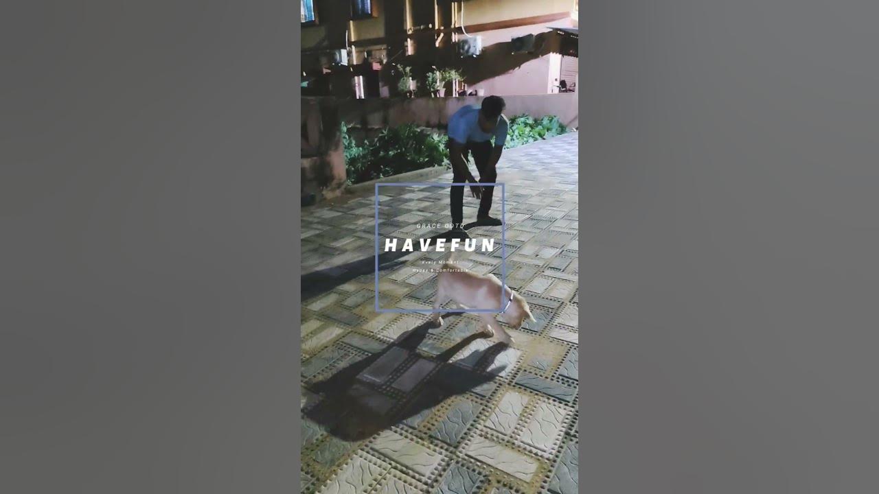 toffy ka play time #labrador #dogbreed #labradorretriever #streetdog #dog #doglover - YouTube