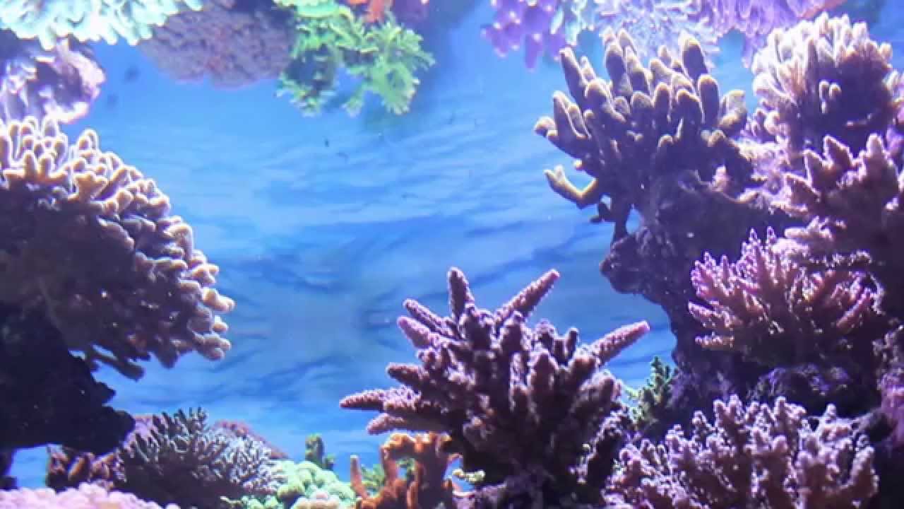 Alex Reef Tank 600 litres SPS / LPS aquarium - Episode 3 - 9 Months ...