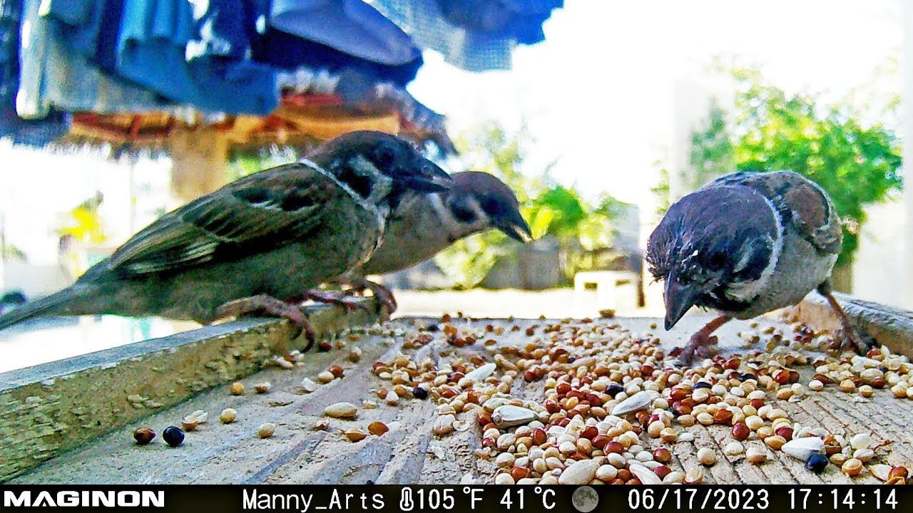 (Maginon WK-5AU trail camera) Hungry Birds Fighting for Food. Bird ...