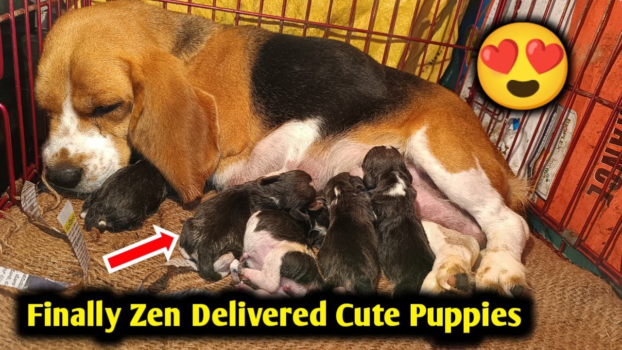 Zen Delivered Beautiful Puppies 😍 | Mother and puppy Care | Dog food ...