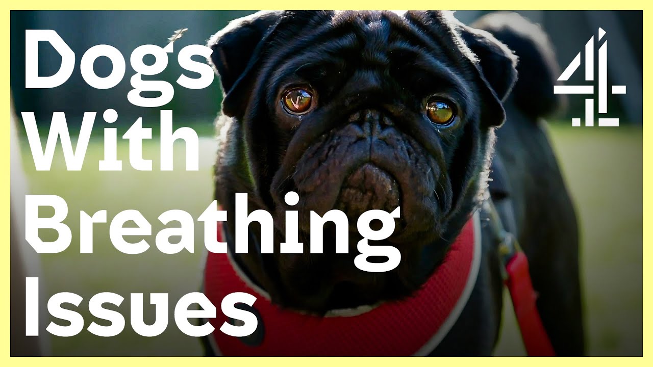 Pug With Breathing Problems Needs A Home | The Dog House - YouTube