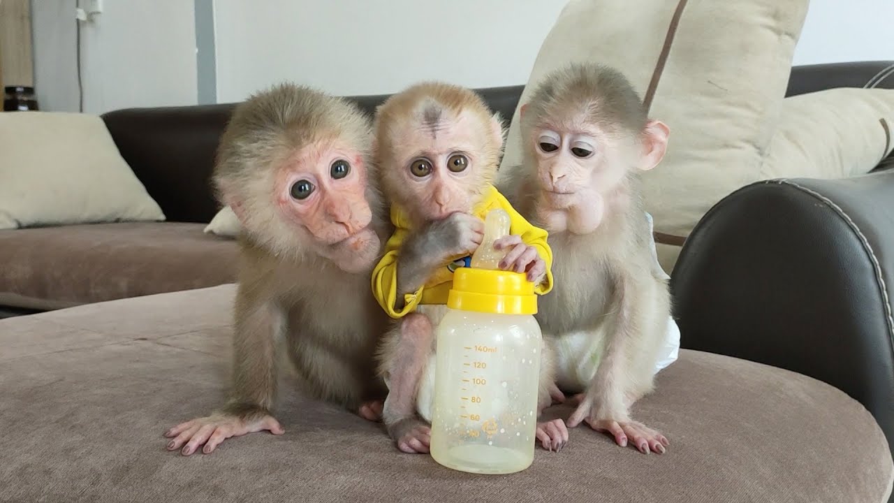 Three adorable baby monkeys scramble for a very funny bottle of milk ...