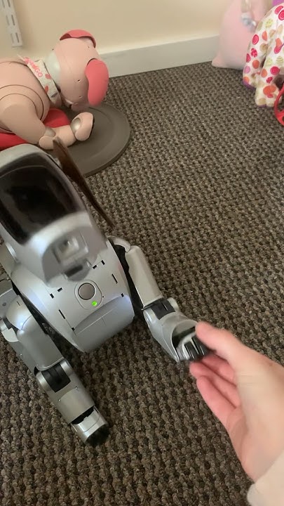 Mild Day With Miles | Day 16 | 24 Days of Aibo 2023 - YouTube