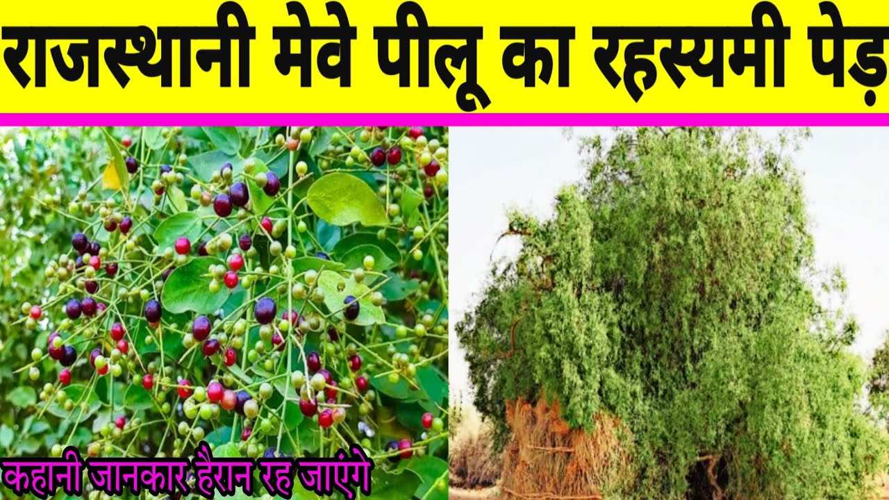 Jaal Ka Ped | Pilu Ka Ped | जाल का वृक्ष | पीलू | जाल | जाल के पीलू ...