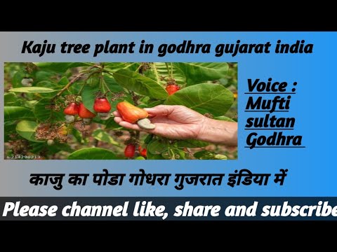 Kaju tree plant in godhra gujarat india.. काजु का पोडा गोधरा गुजरात ...