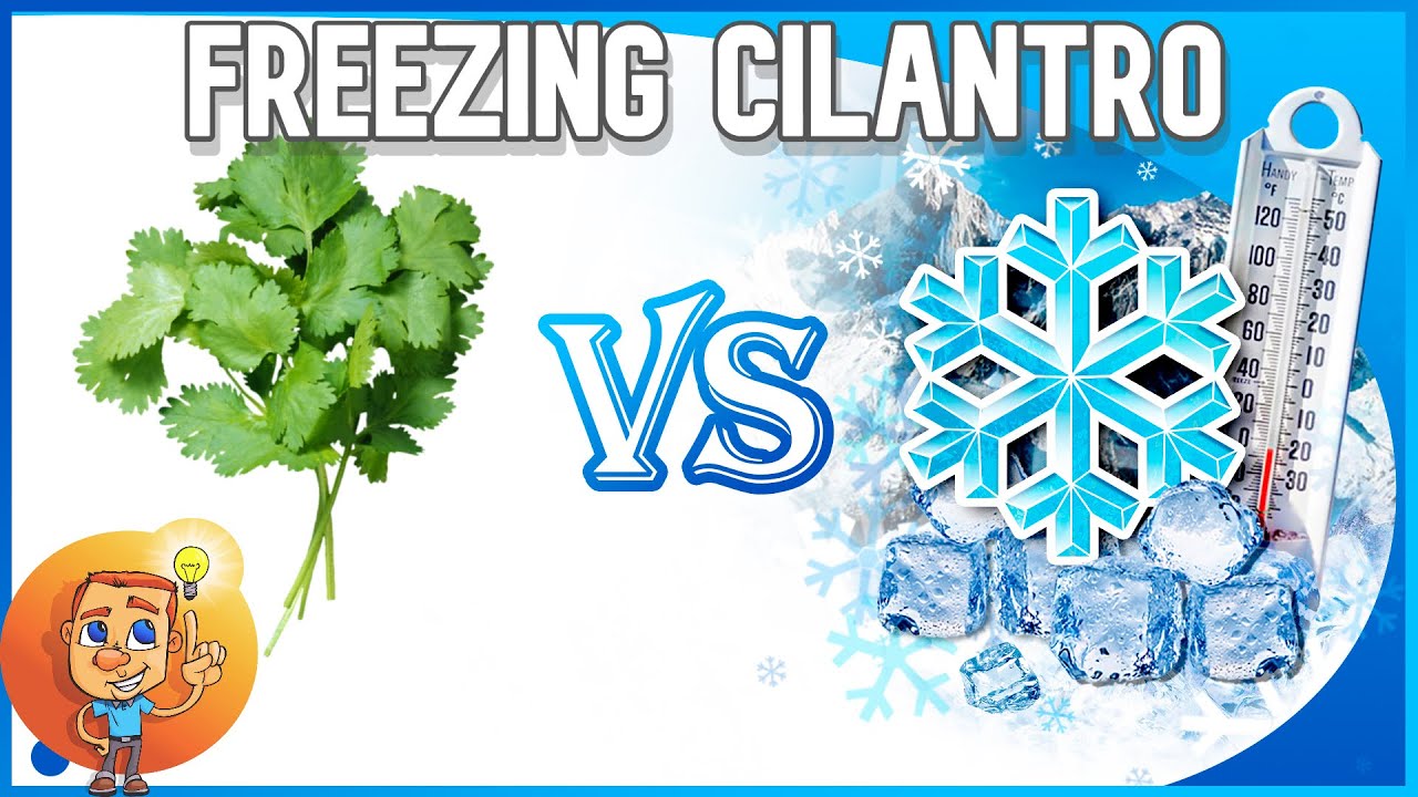 Freezing Cilantro - Can cilantro be frozen and then used later ...