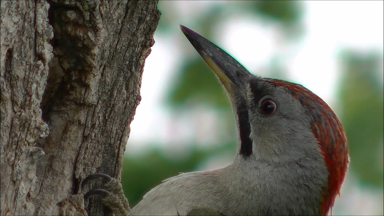 Pito real ibérico (Picus sharpei) Iberian Green Woodpecker + - YouTube