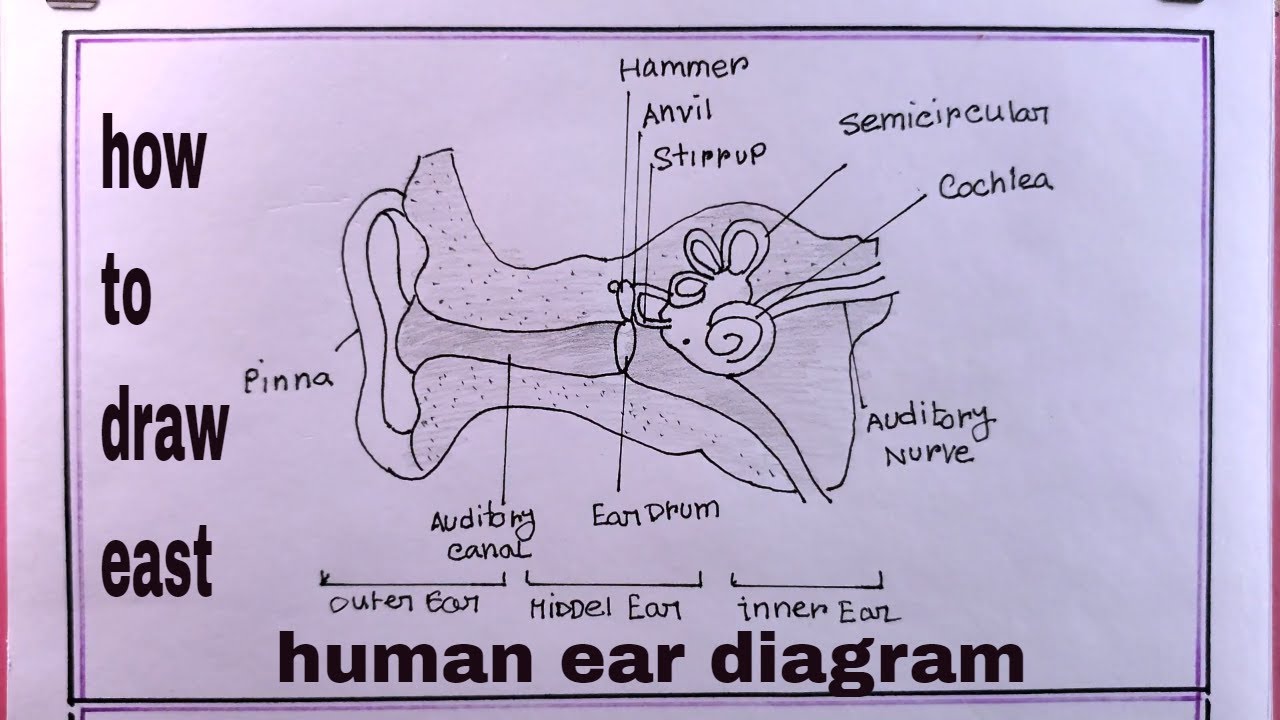 how to draw human ear step by step/human ear diagram - YouTube