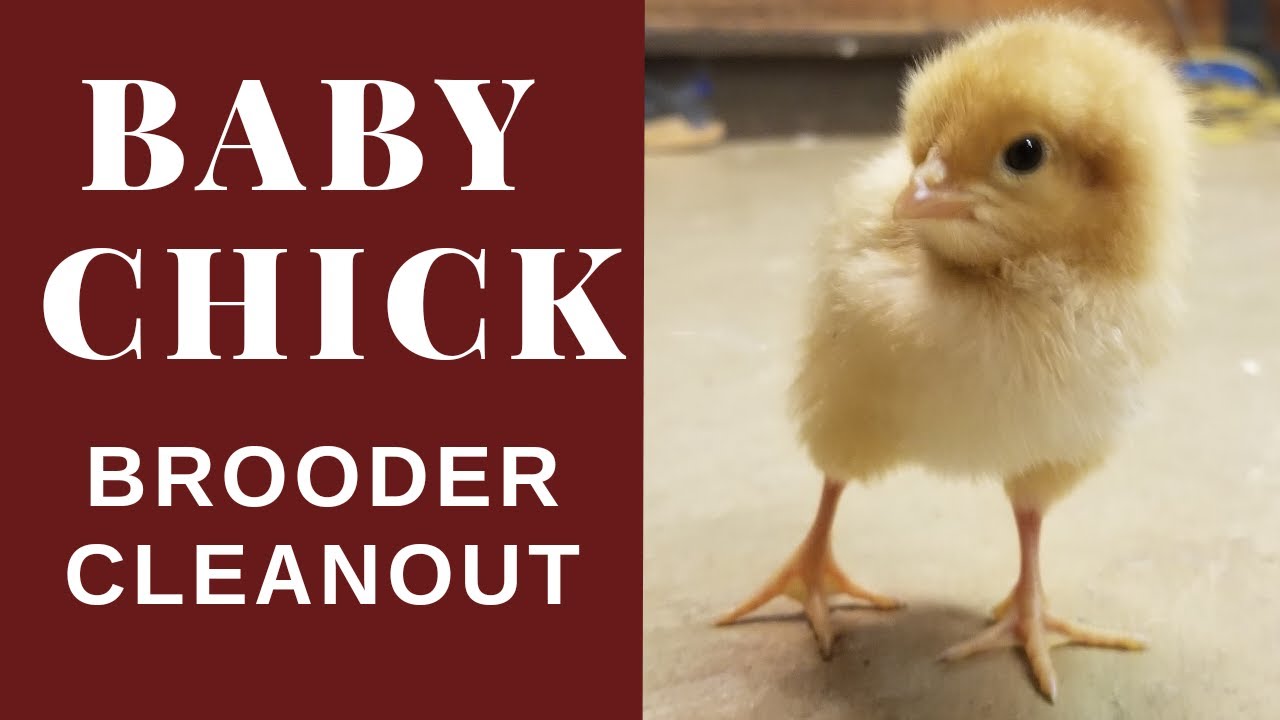 Raising baby chicks - how to clean out a baby chick brooder. - YouTube