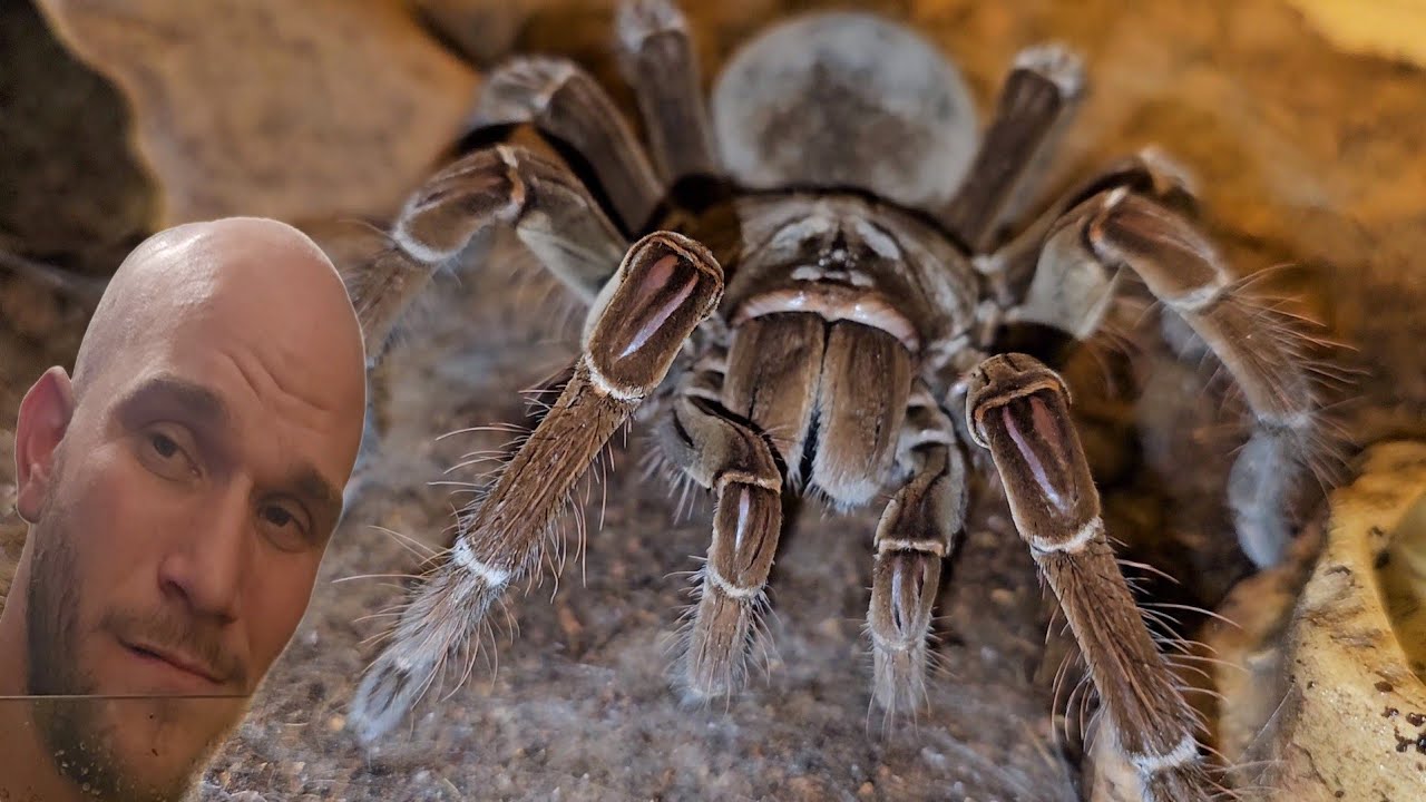 Sign's Tarantula Going To Shed It's Skin - YouTube