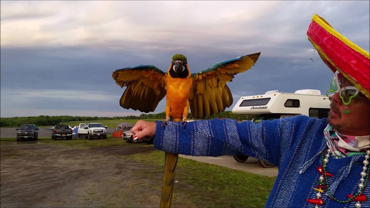 Cinco De Mayo Boogie - YouTube