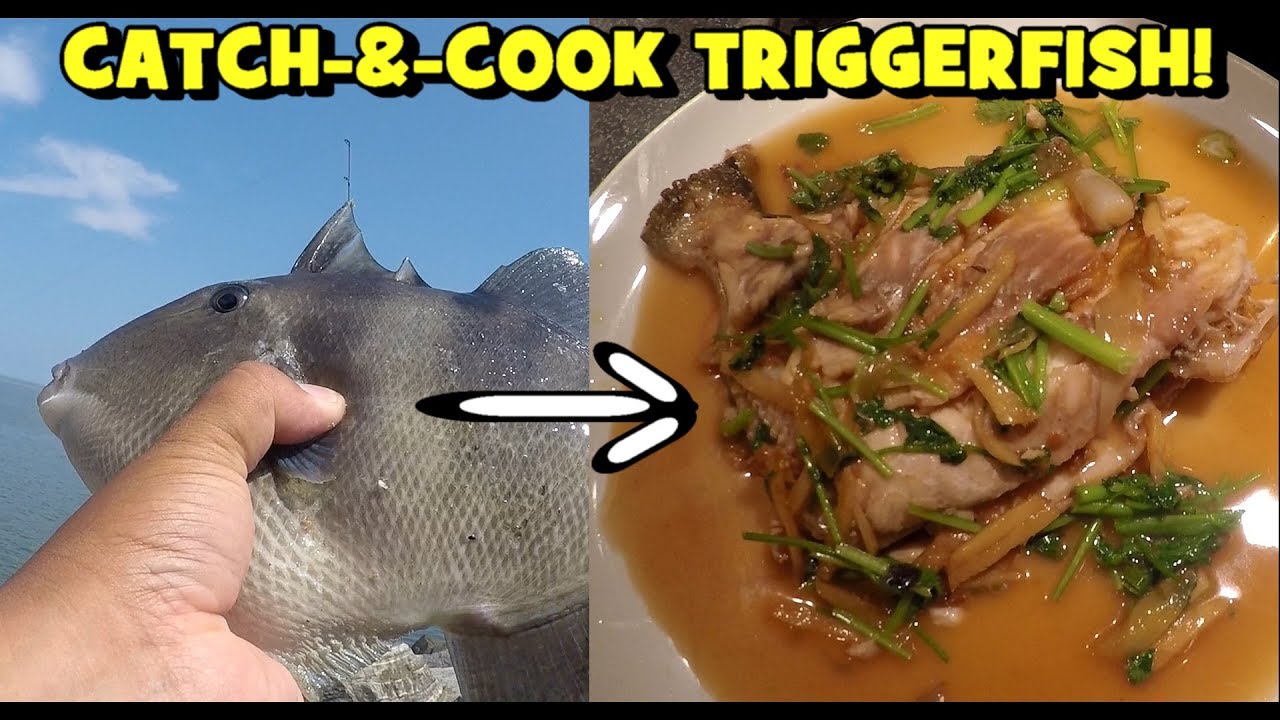 Catch-&-Cook TRIGGERFISH!!! My FIRST TIME Trying it! - YouTube