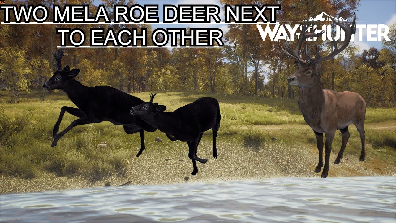 TWO melanistic roe side by side! | Way of the hunter - YouTube