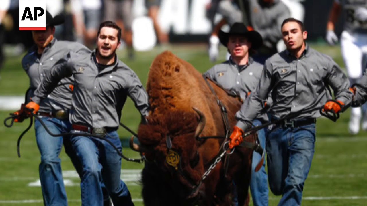 Running With Ralphie: How To Handle A 1,200-Pound Buffalo - YouTube