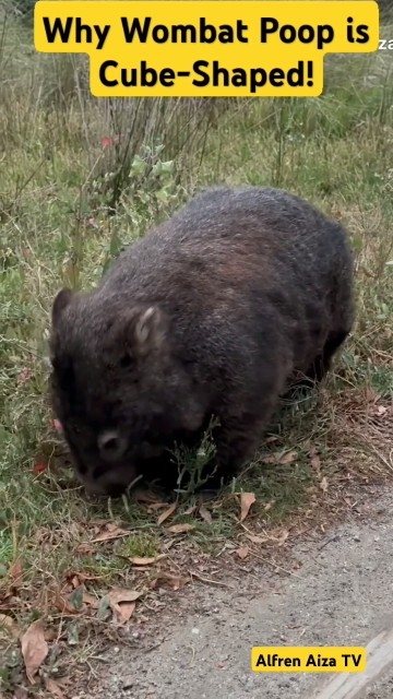 Why Wombat Poop is Cube-Shaped! - YouTube