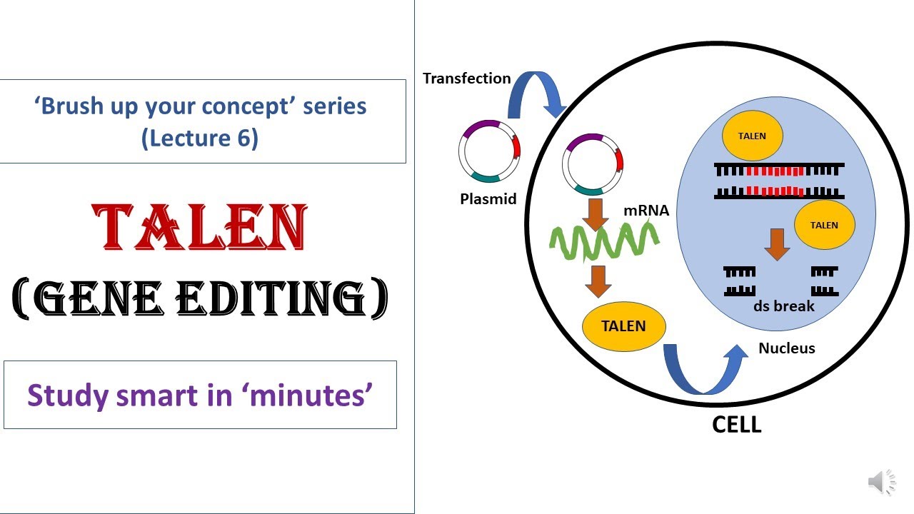 TALEN | Transcription activator like effector nuclease | Gene editing ...