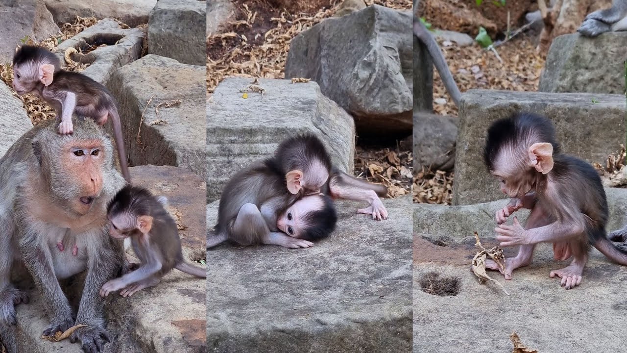 Good Job _____ Baby monkey Shavara enjoy playing so happy with Vitchie ...