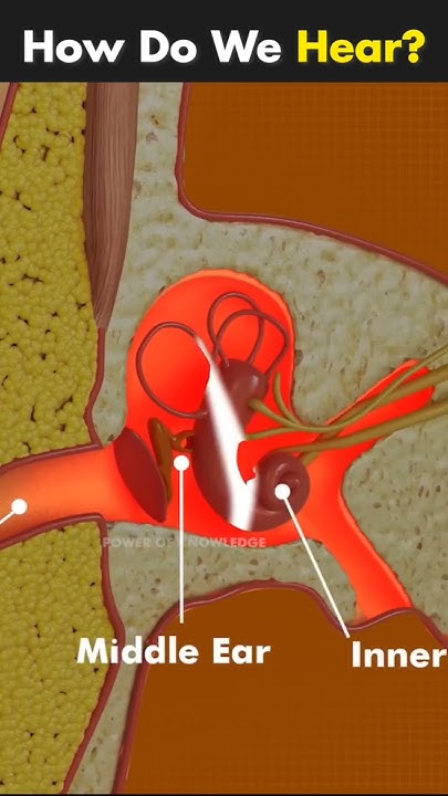 How Human Ear Works| How Do We Hear - YouTube