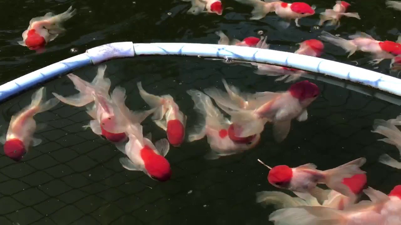 Kinguios Oranda Red Cap - YouTube