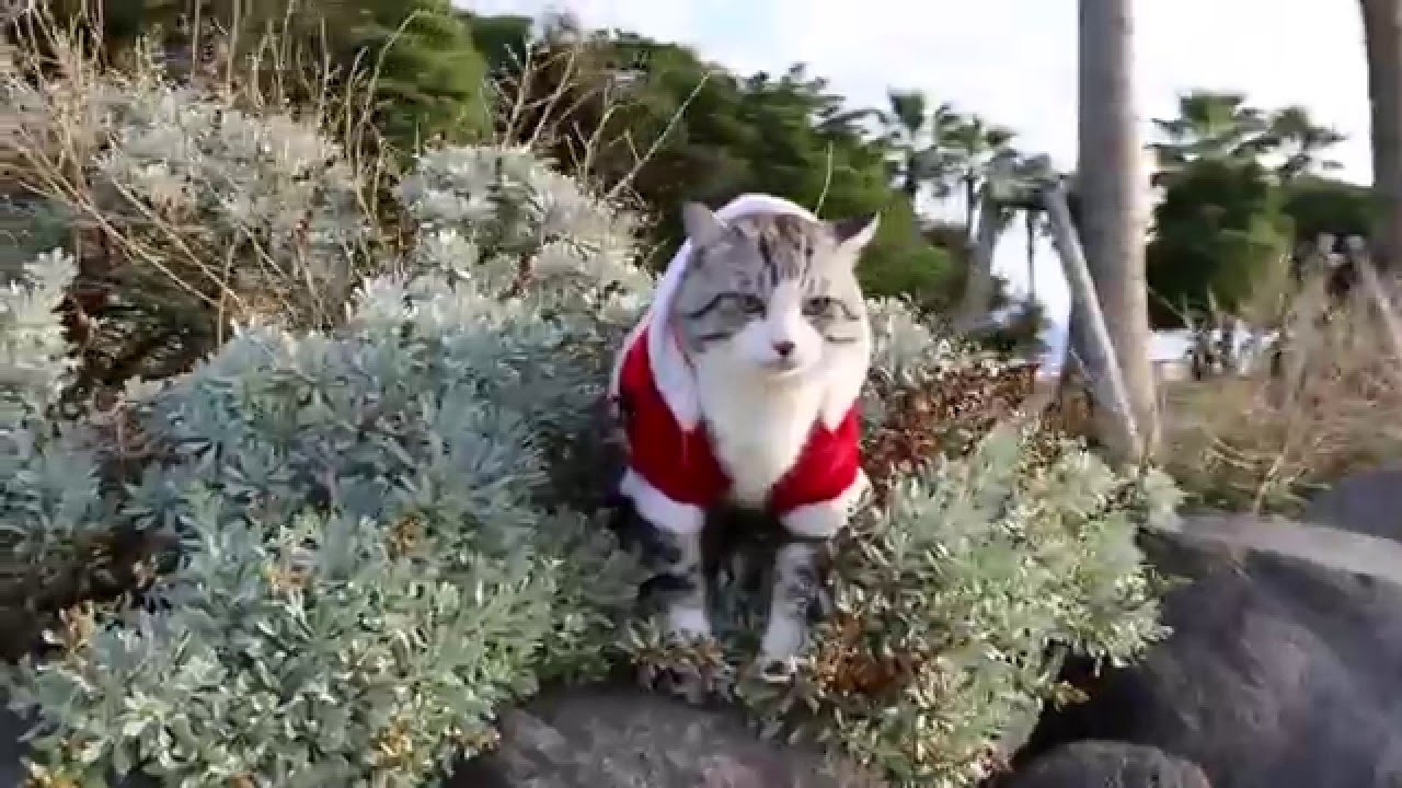 Happy Holidays -Wild cat Santa Claus:Christmas - YouTube