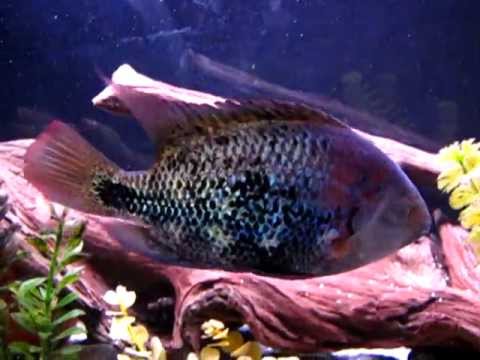 Green Terror, Readhead, Chocolate Cichlid & Green Severums - YouTube