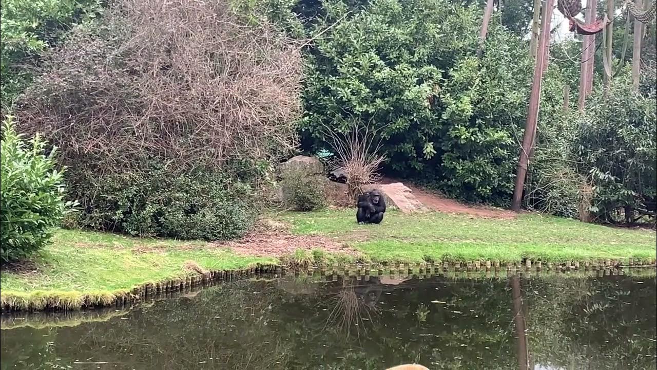 Chester zoo - YouTube