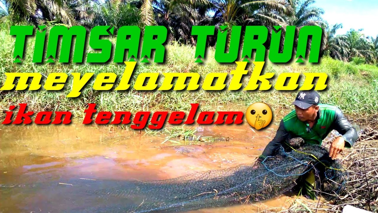 timsar turun nyelamatka ikan tenggelam - YouTube