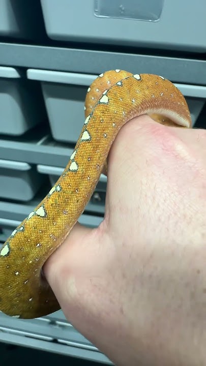 These Green Tree Python Neonates are really starting their OCC ...