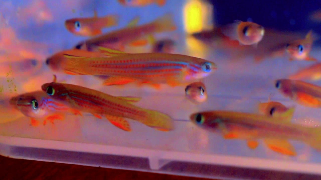 YOUNG APHYOSEMION STRIATUM KILLIFISH - YouTube