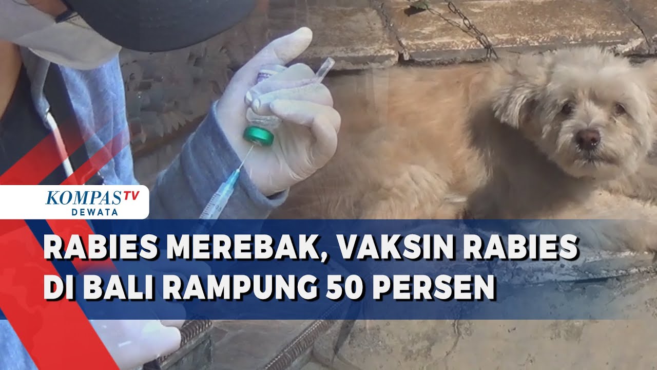 Rabies Merebak, Vaksin Rabies Di Bali Rampung 50% - YouTube