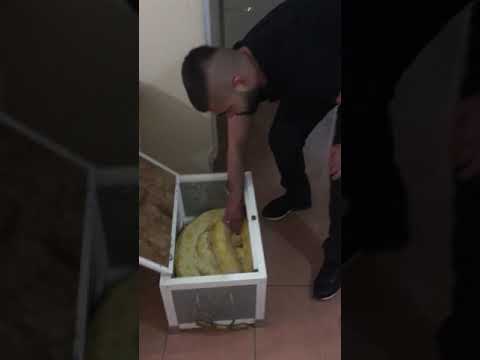 Adıyaman piton yılanı