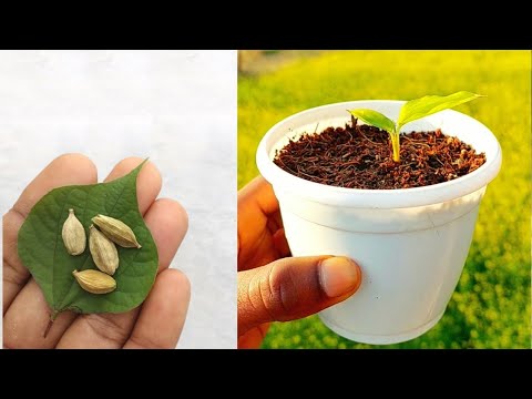 Grow Cardamom From Seeds || Grow Plants From Seeds - YouTube