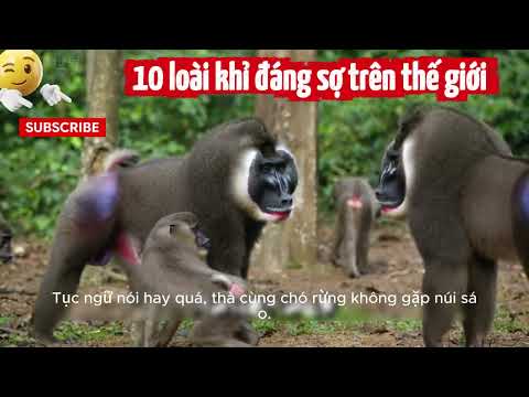 10 loài khỉ đáng sợ trên thế giới [ Khám Phá | Thế Giới Động Vật ]