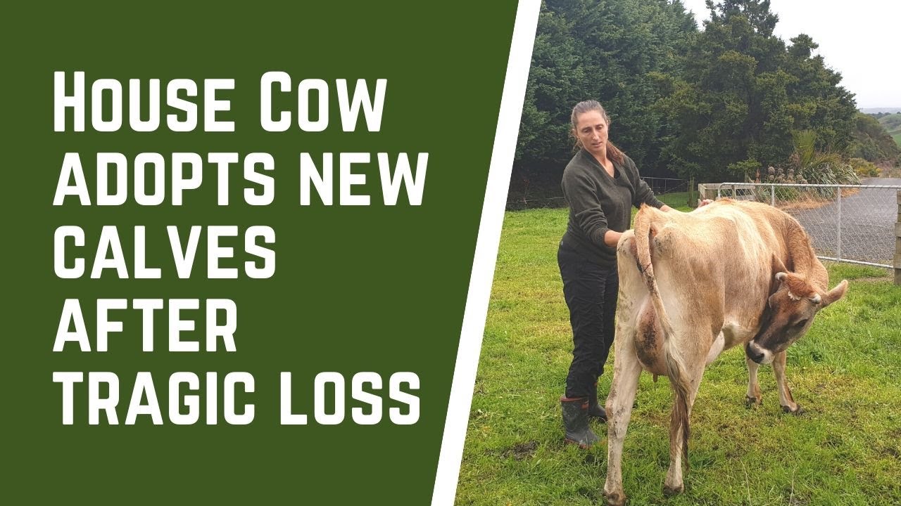 Beautiful House Cow adopts new baby calves after tragic birth where her ...