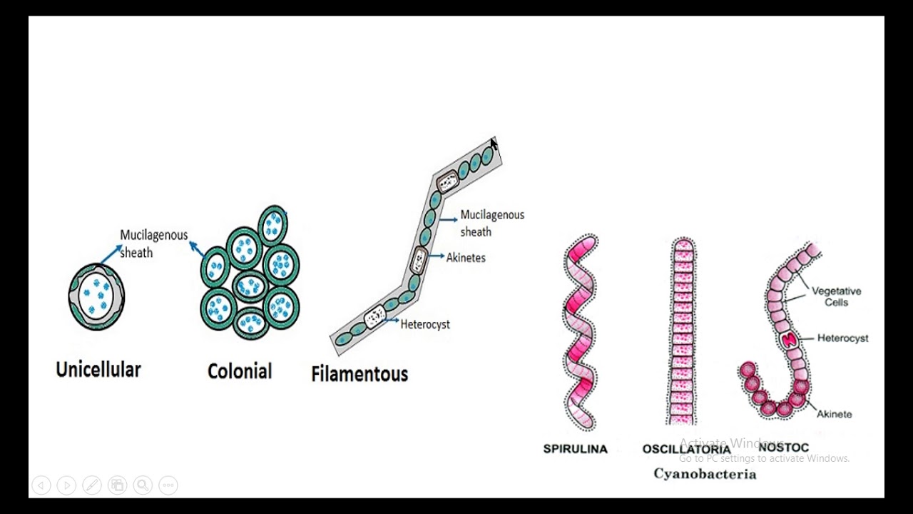 cyanobacteria: general structure and reproduction - YouTube