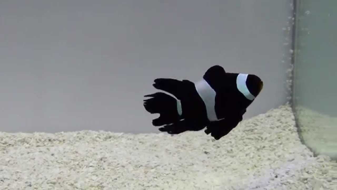 Longfin Clownfish