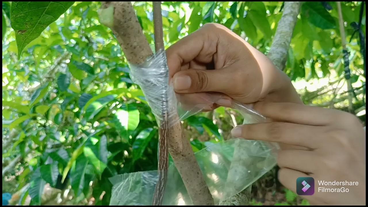 Demonstration on Inarching - YouTube