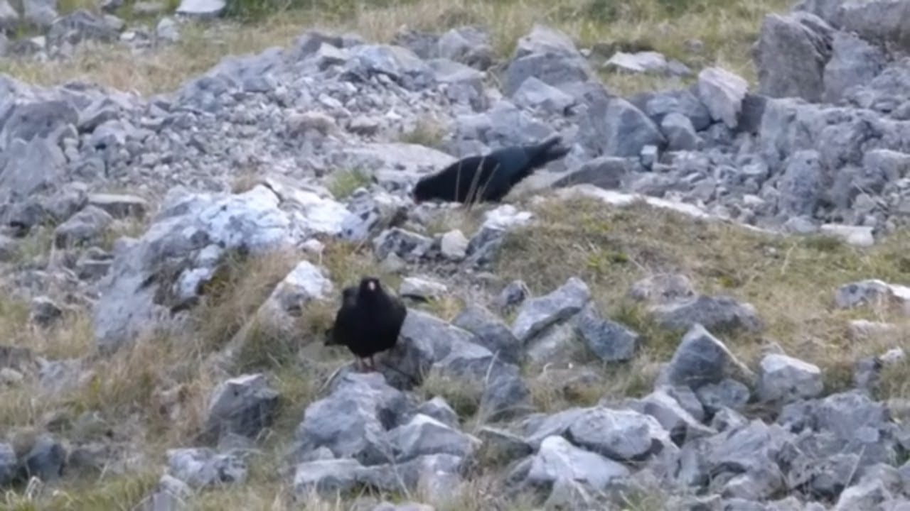 Great Orme Choughs - YouTube