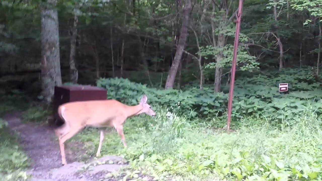 Deer scare Appalachian trail 2014 ( mecca) - YouTube