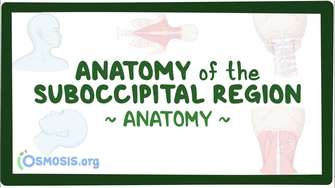 Anatomy of the suboccipital region - YouTube