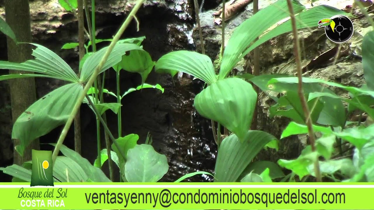 Bosque del Sol Orotina Costa Rica - YouTube