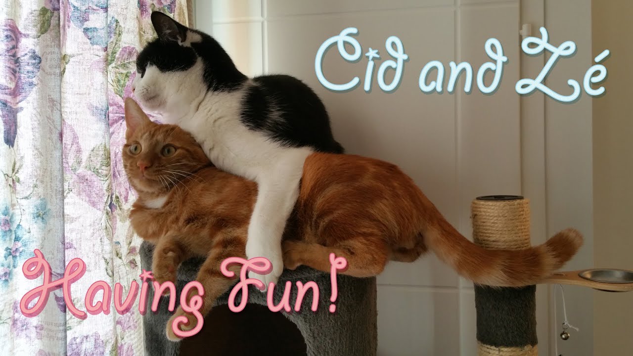 Cute Cats, Cid & Zé Moustache, Having Fun! | Bravo Dada - YouTube
