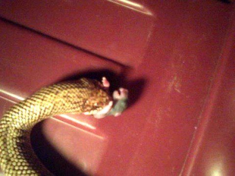 rat getting eaten alive by snake - YouTube