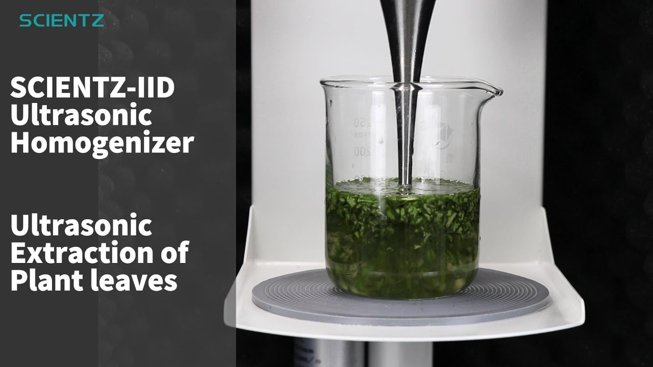 Ultrasonic extraction of plant leaves using a SCIENTZ ultrasonic ...